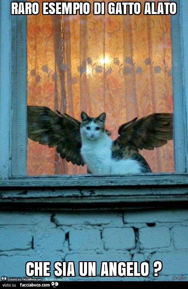 Tutti i meme sugli Angeli - Facciabuco.com