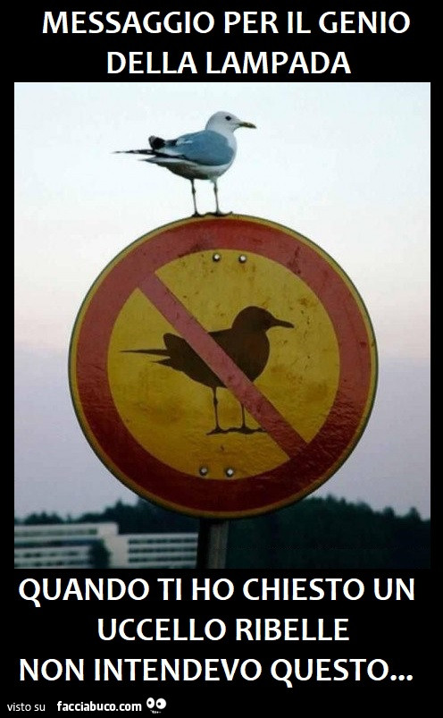 Tutti i meme sui Gabbiani - Facciabuco.com
