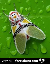 Tutti i meme sulle Farfalle - Facciabuco.com