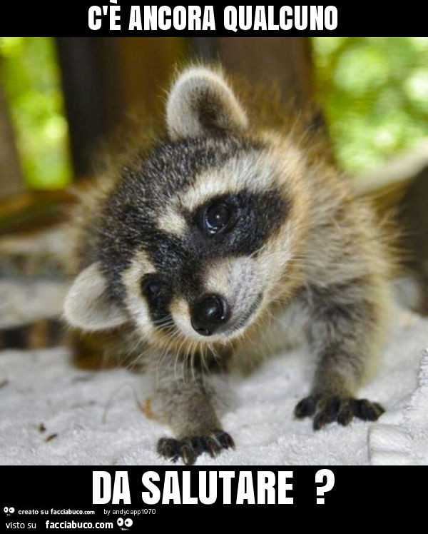 Tutti i meme sui Procioni - Facciabuco.com