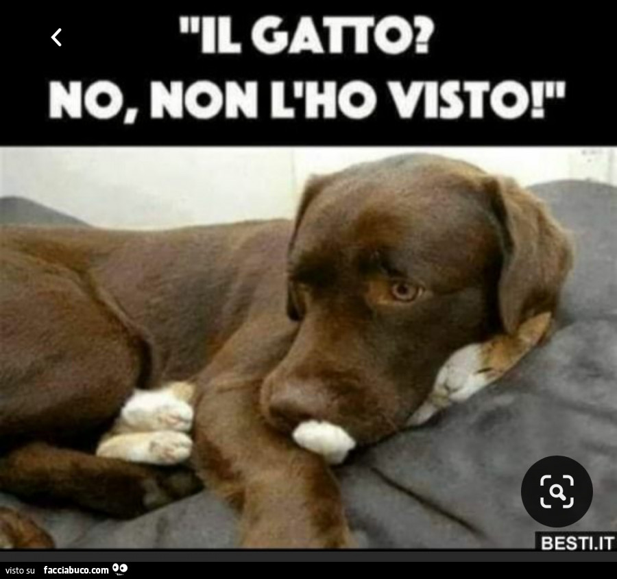 Tutti i meme sui Cani - Facciabuco.com