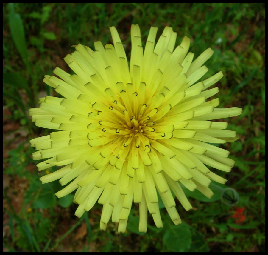 Fiori - Facciabuco.com