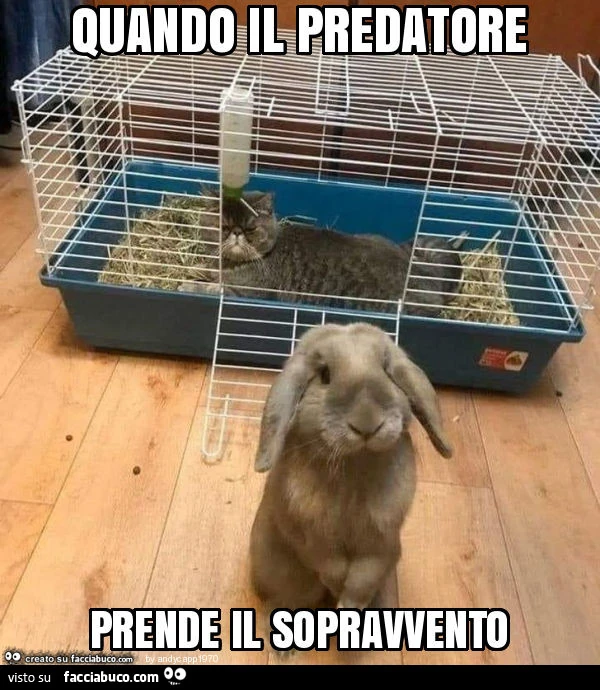 Tutti i meme sui Conigli - Facciabuco.com